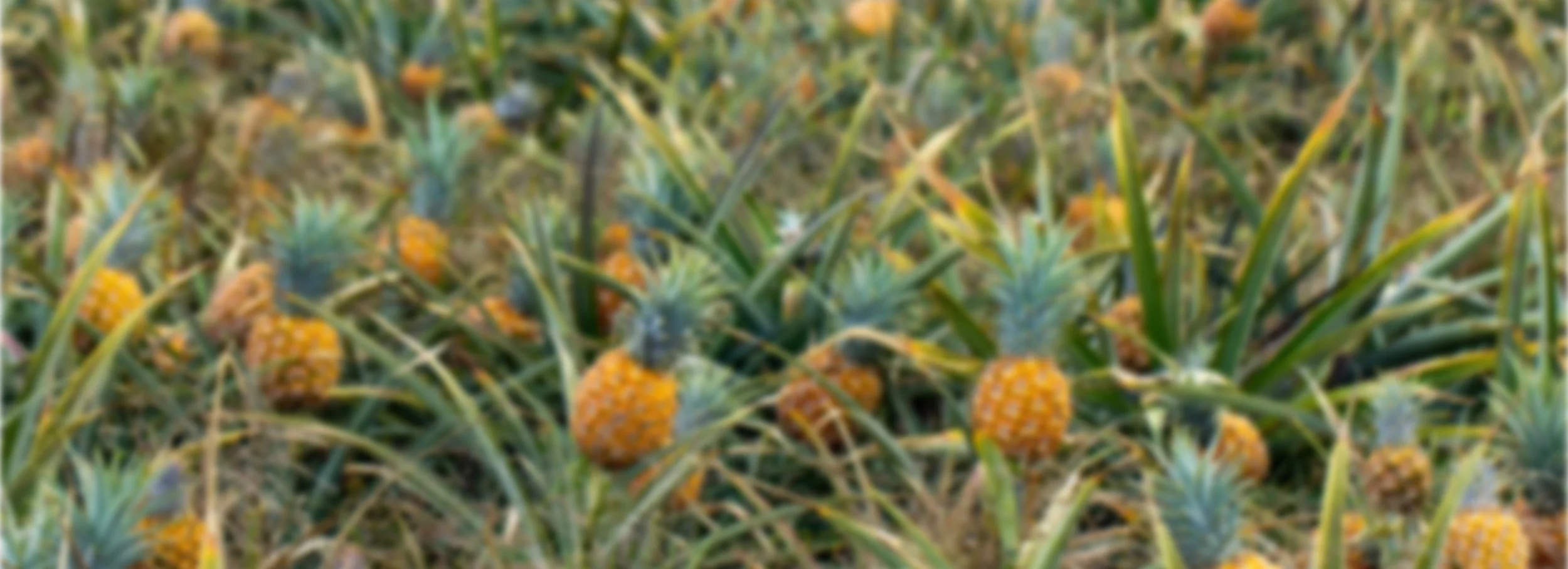 Enjoy Snacks | Hawaii Snacks - Arare, Candies, Seed, Li Hing, Chips ...