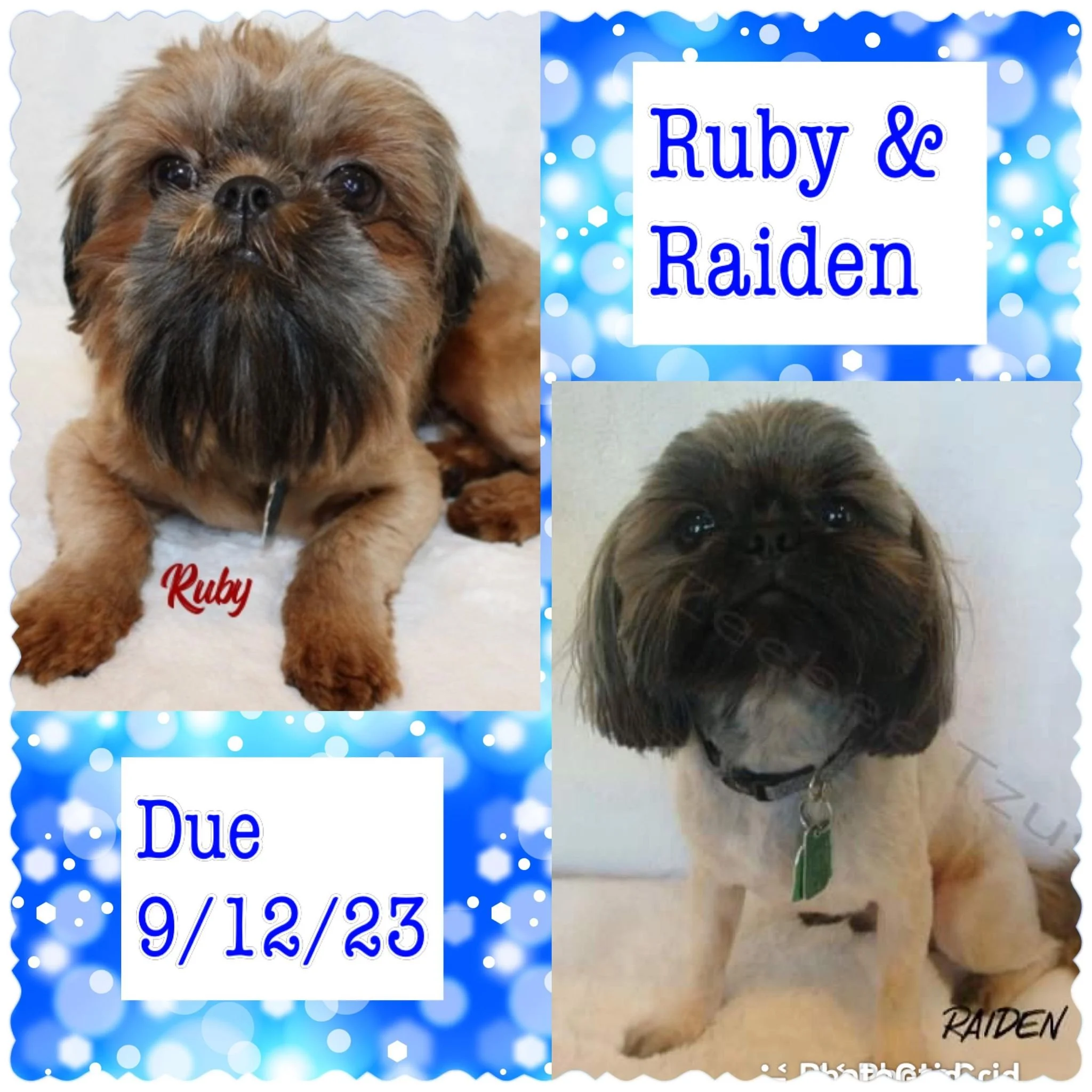 Upcoming litters — Zeebee Shih Tzu