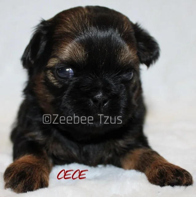 Available Puppies — Zeebee Shih Tzu