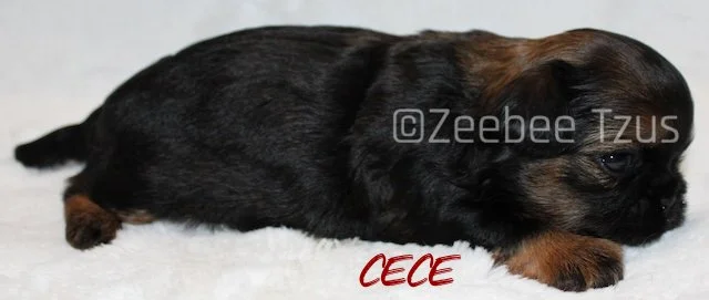 Available Puppies — Zeebee Shih Tzu