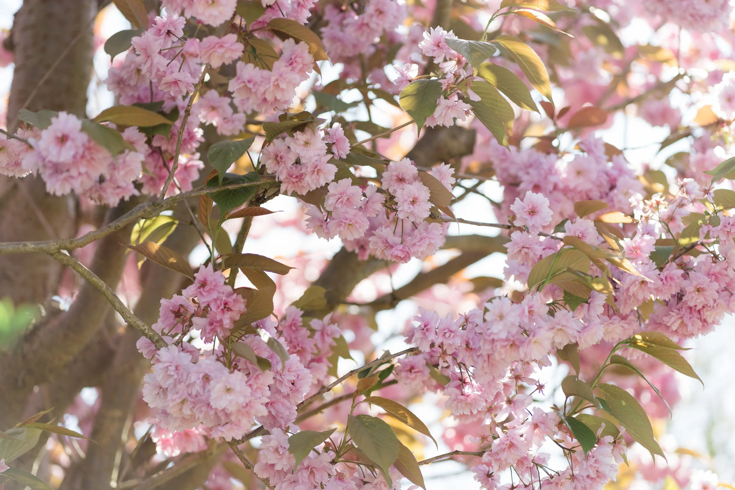 Resources — Cherrybank