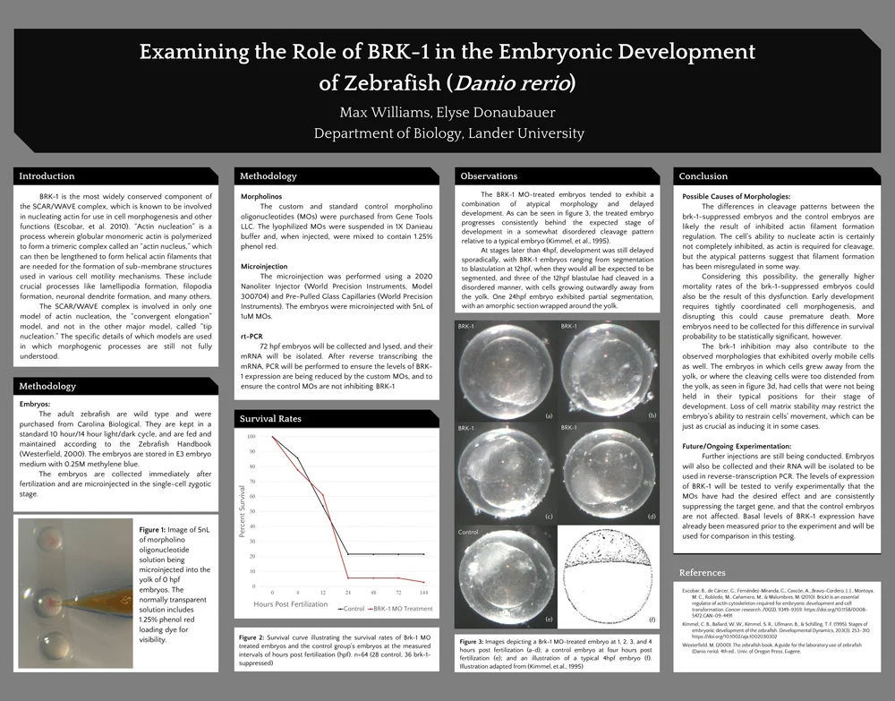 Examining the role of BRK1 in the embryonic development of Zebrafish ...