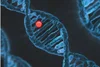 Is ADHD Primarily Inherited From The Mother’s Genetics?