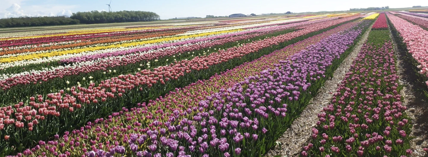 Tulip Extract Is The Skin-Care Ingredient You're Missing — Cat Quinn