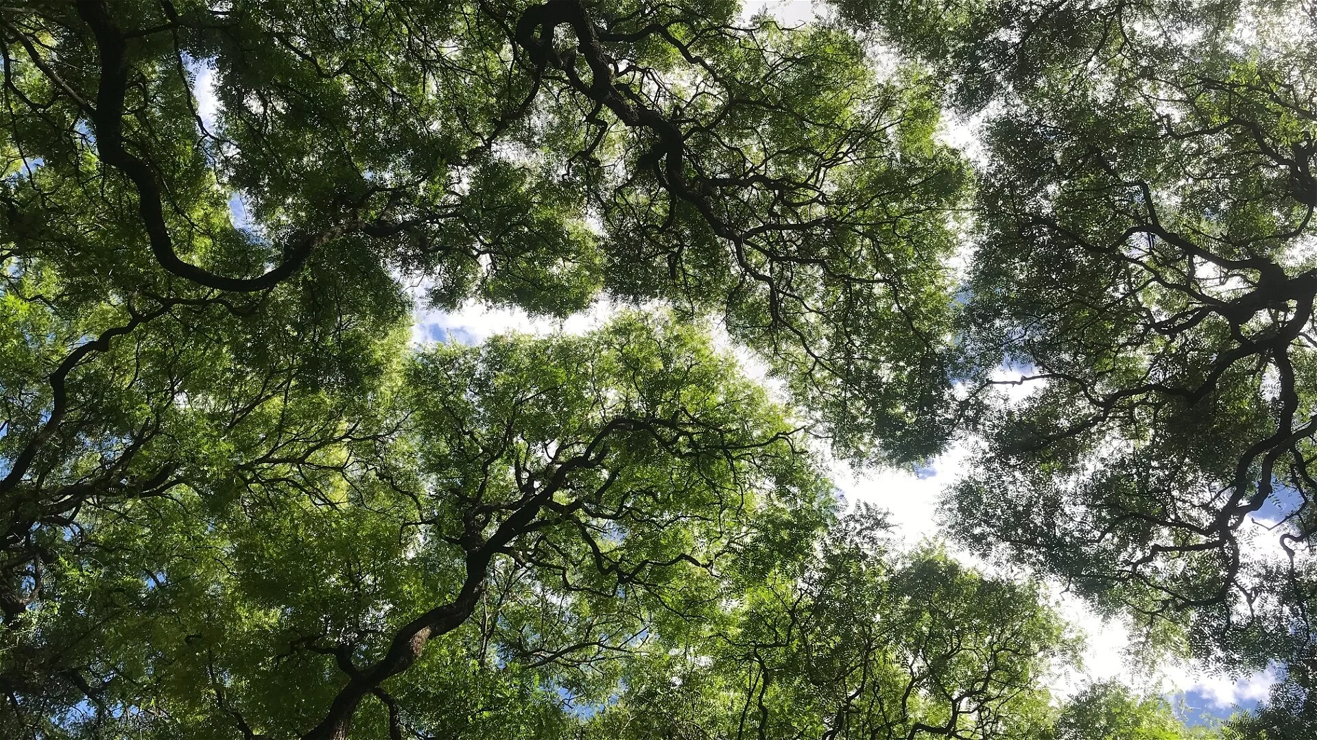 Tree Confessions — This is Not a Theatre Company