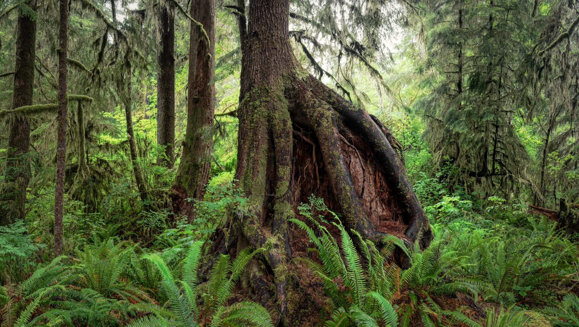 Creative Compositions & Droneworks