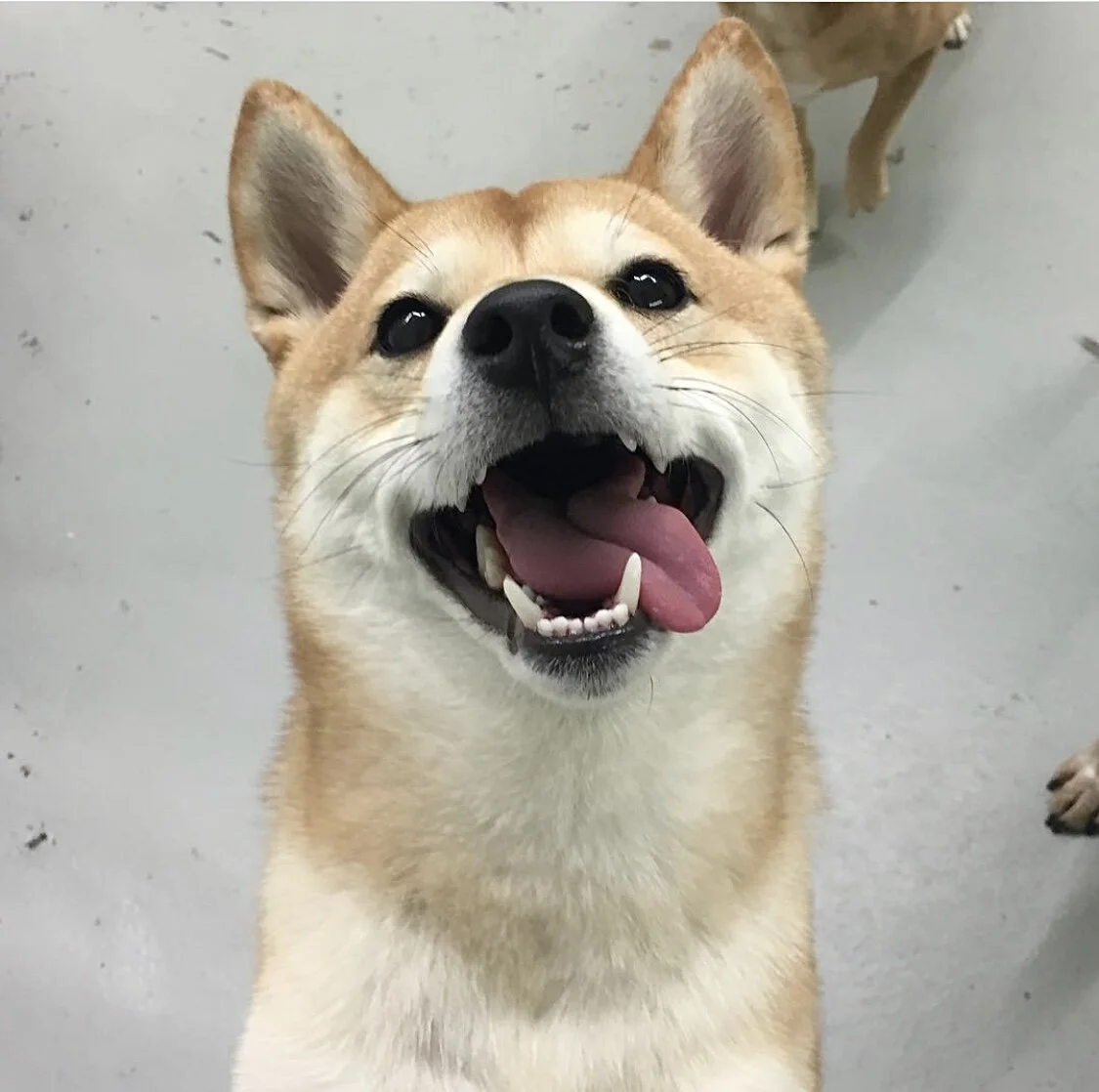 Home [www.pupculture.com]