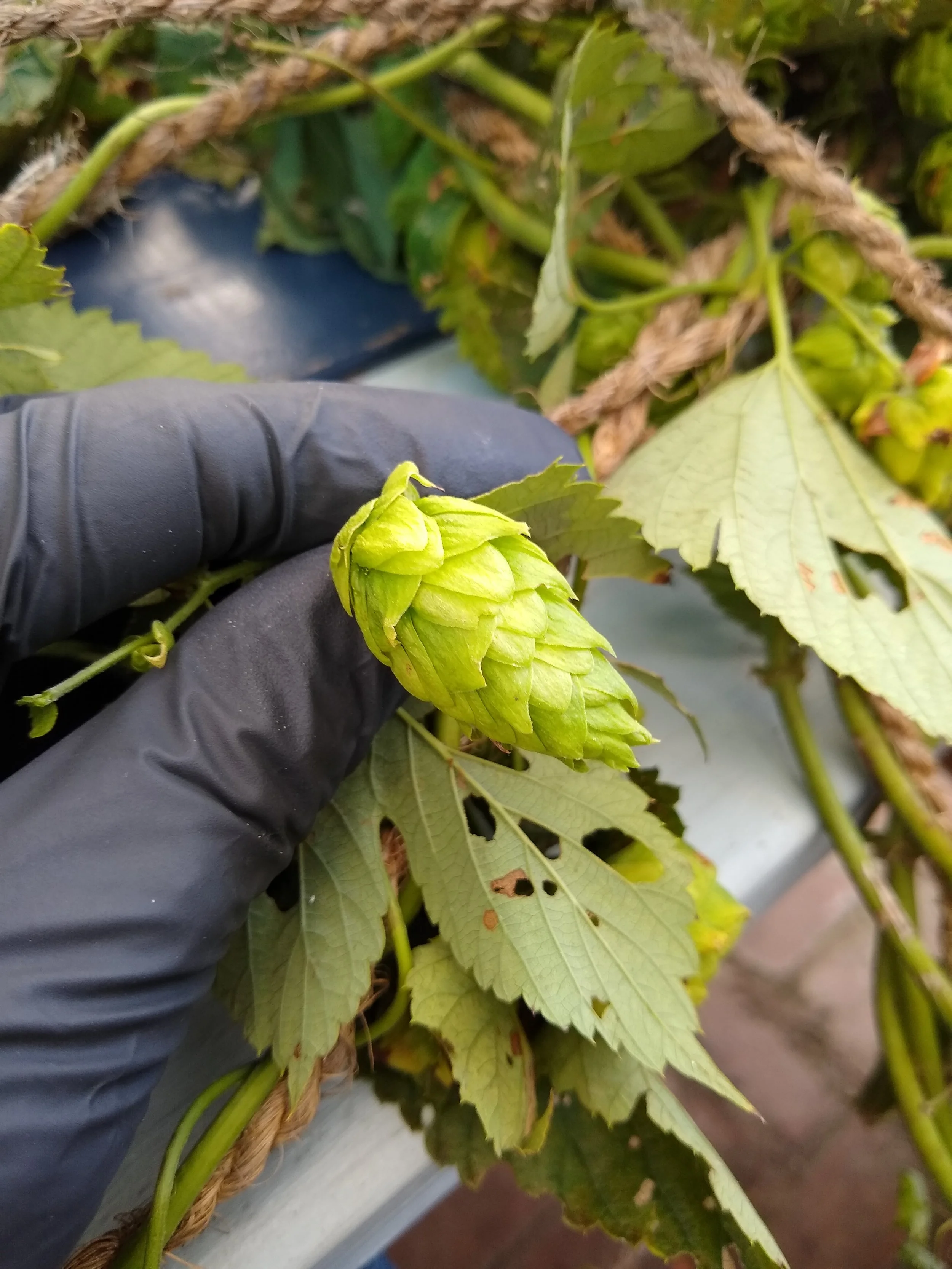 What Do Hops and Cacao Have in Common When It Comes to Terroir? — Bean ...