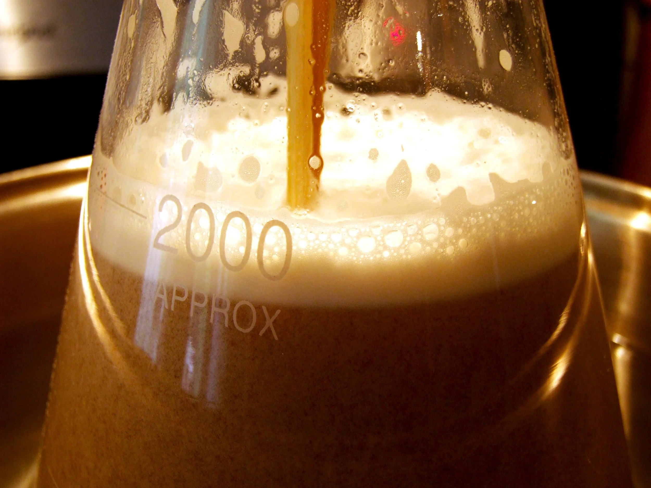 All About Yeast and Beer Fermentation — Bean to Barstool