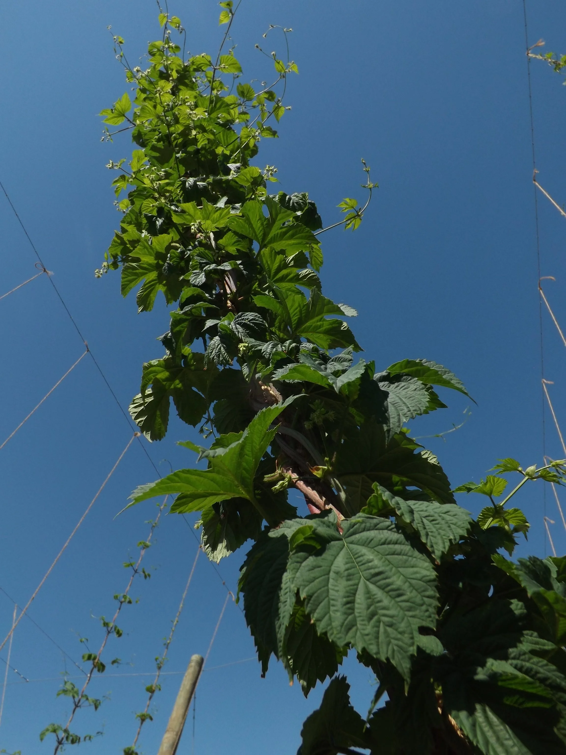 All About Hops Used in Brewing Beer — Bean to Barstool