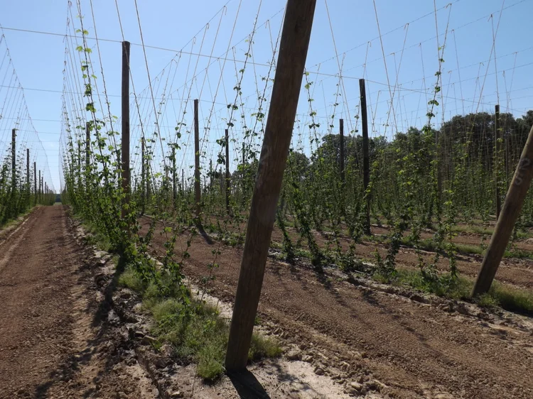 All About Hops in Beer & Brewing — Bean to Barstool