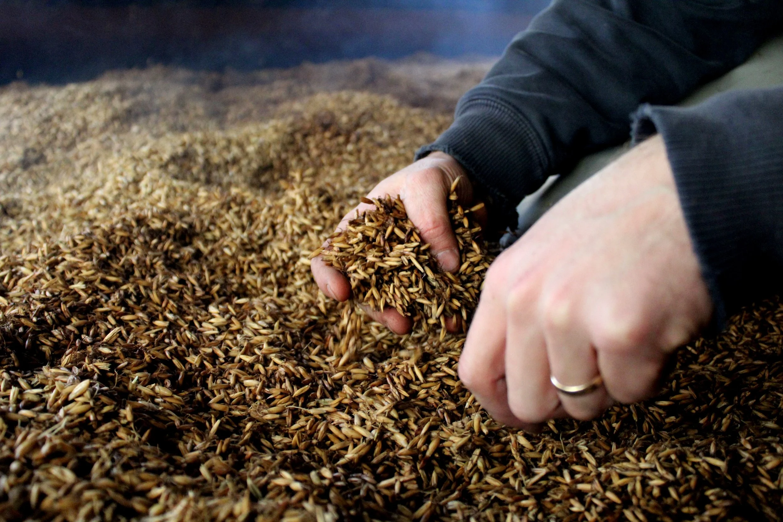 Malt Enzymes in Brewing (I Promise It's Interesting) — Bean to Barstool