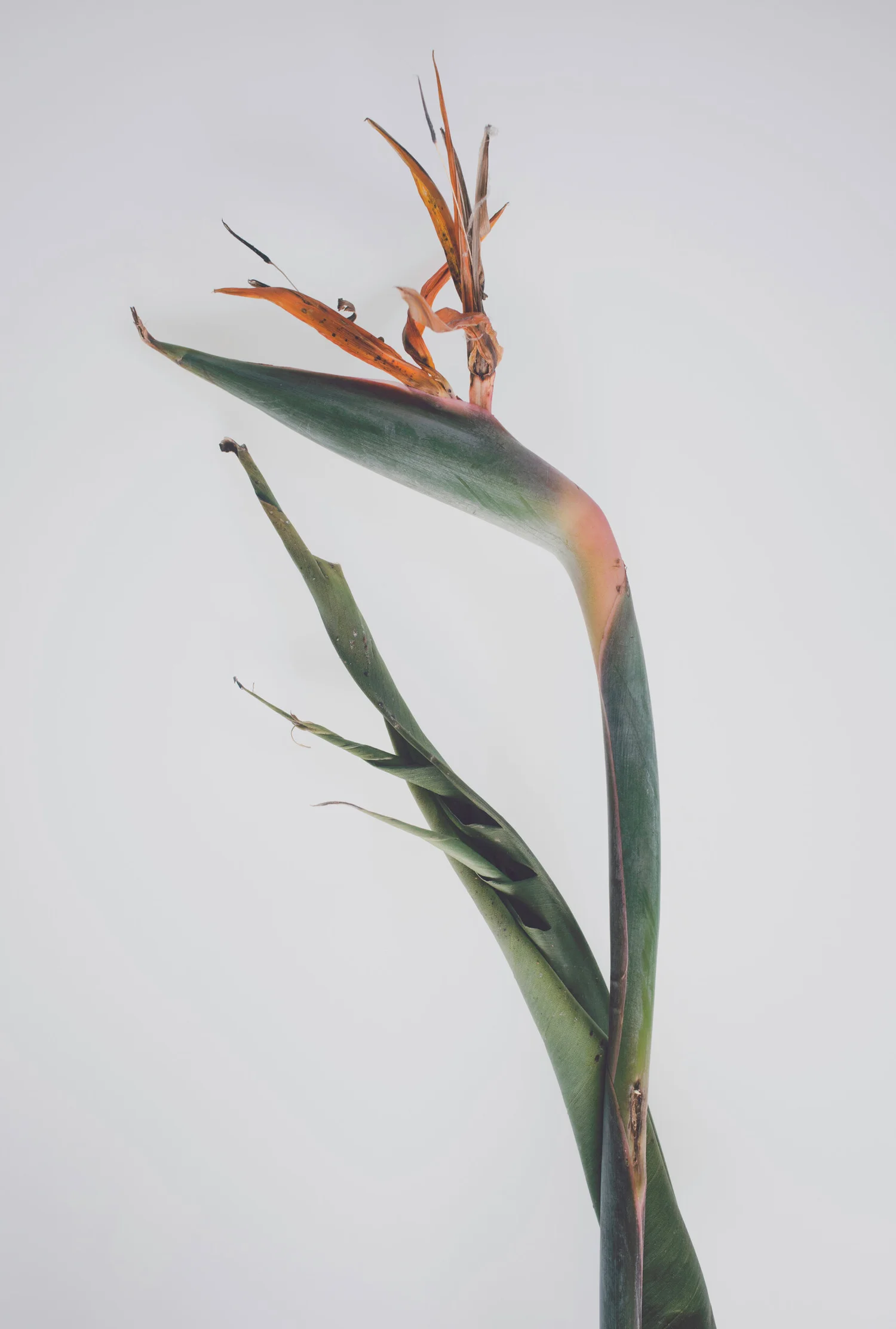 new botanicals — virginia woods-jack