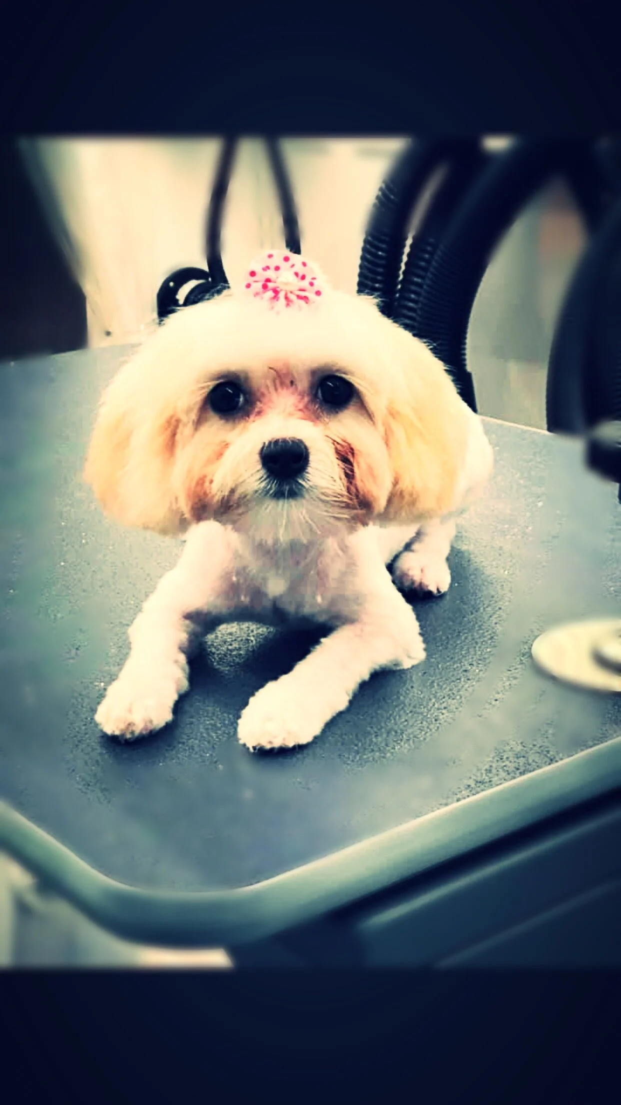 Gallery — Dog Ruffined