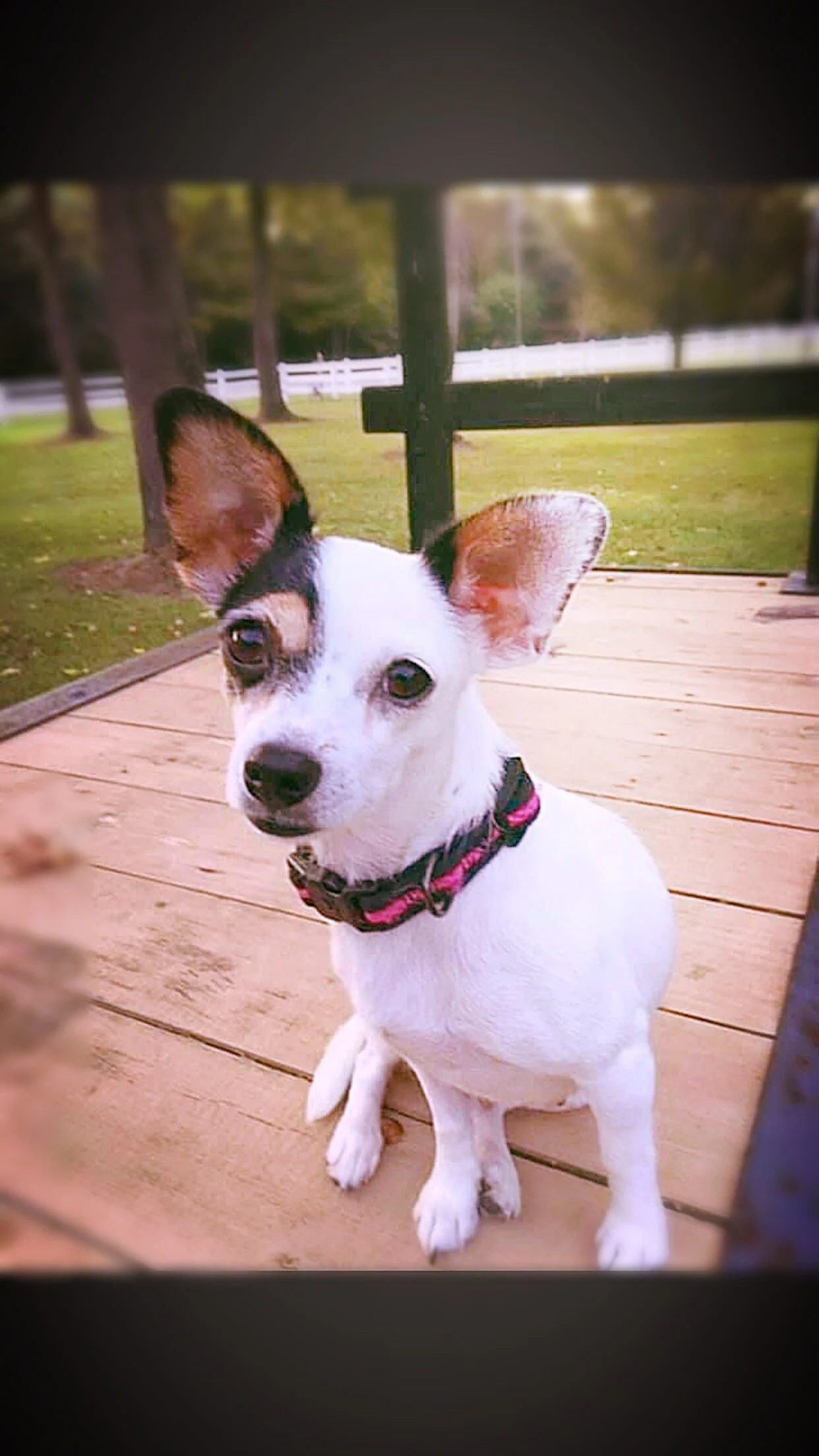Gallery — Dog Ruffined