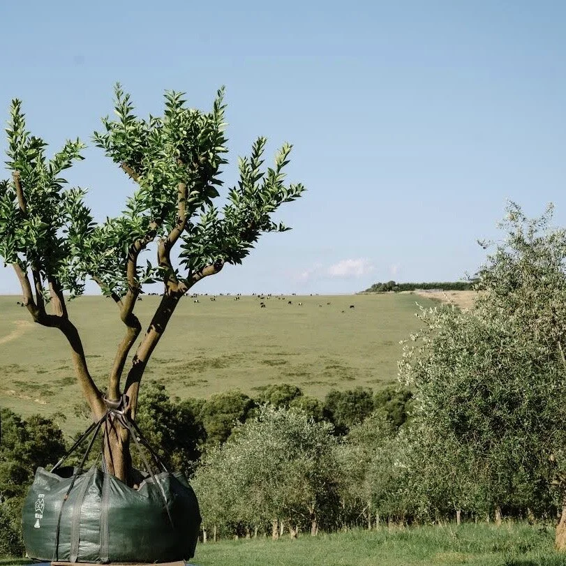 Mature Olive Tree Specialists, Melbourne, Victoria