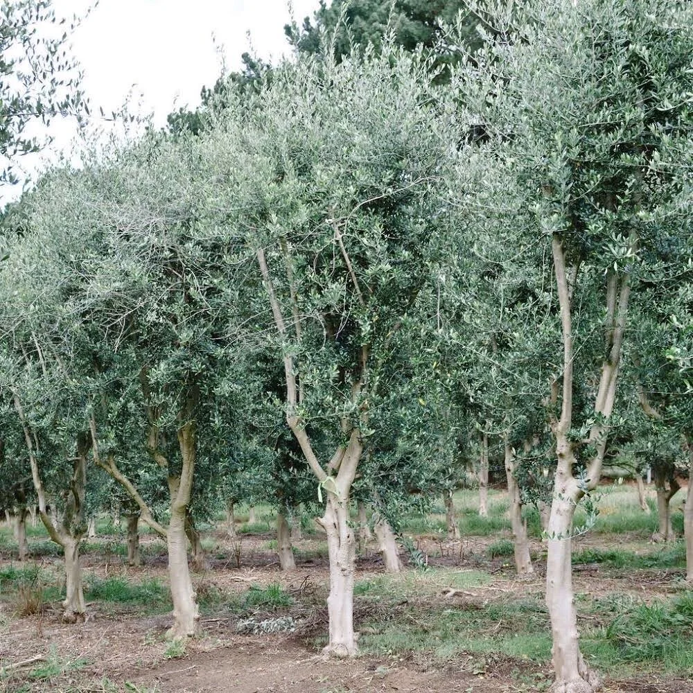 Mature Olive Trees for Sale — Melbourne, Victoria