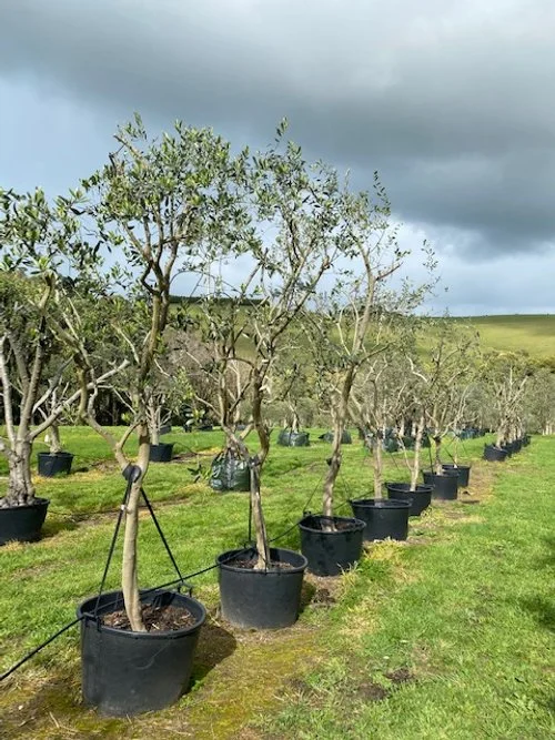 Flinders Range — Signore Olive Trees — Garden Grown Trees