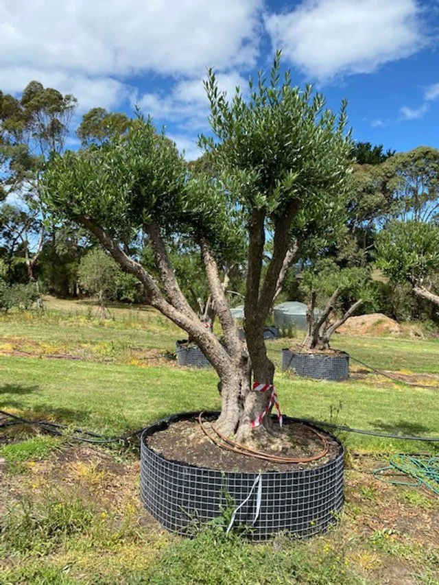 Swan Hill Range — Verdale Olive Tree — Garden Grown Trees