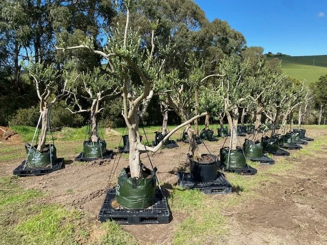 Mature Olive Trees for Sale, Melbourne, Victoria — Garden Grown Trees