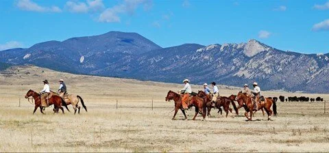 Cattle / Express Ranches — Express UU Bar Ranch