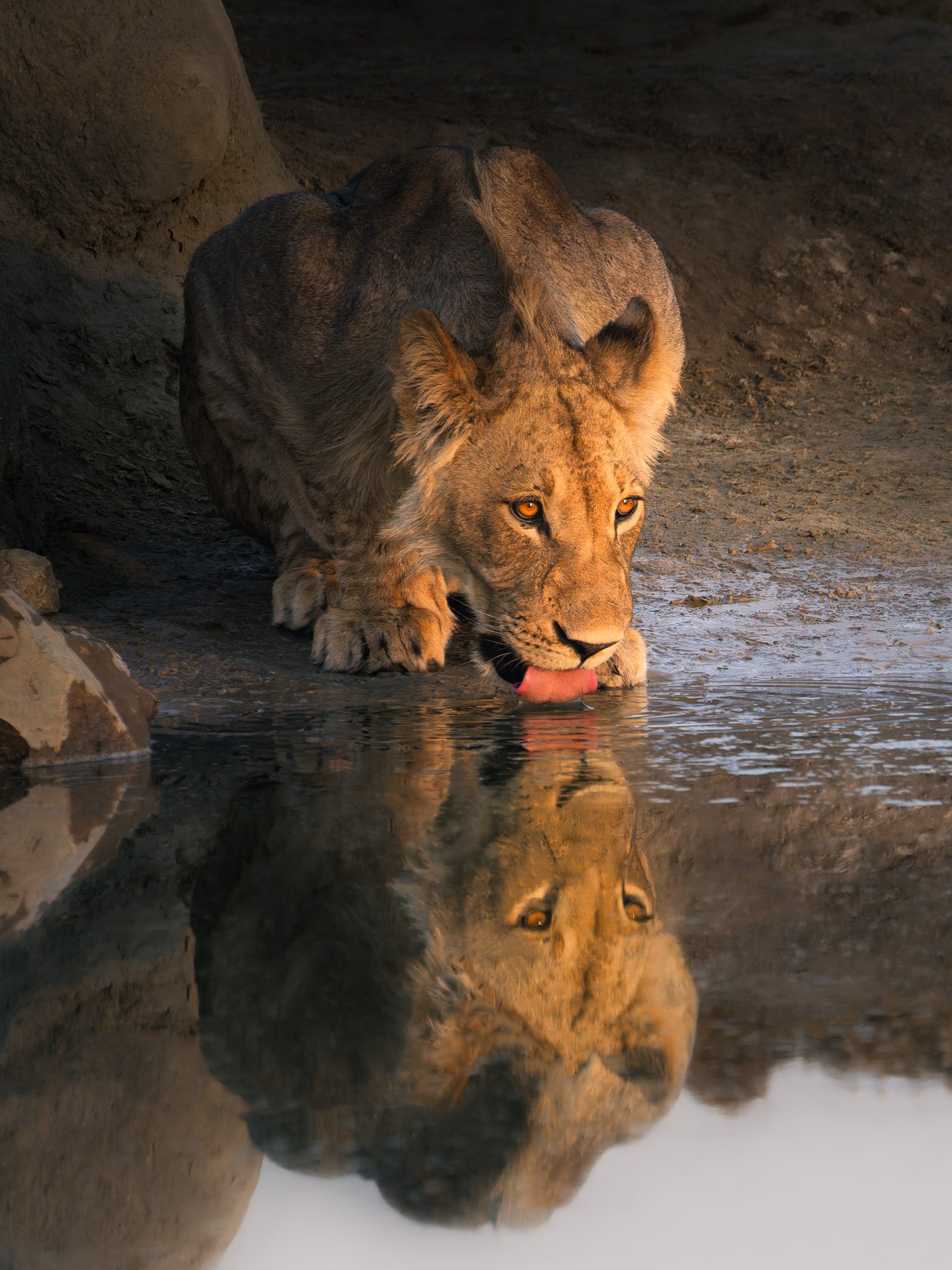 5 Fascinating Facts About the Lions Of Botswana — Drew Sproule