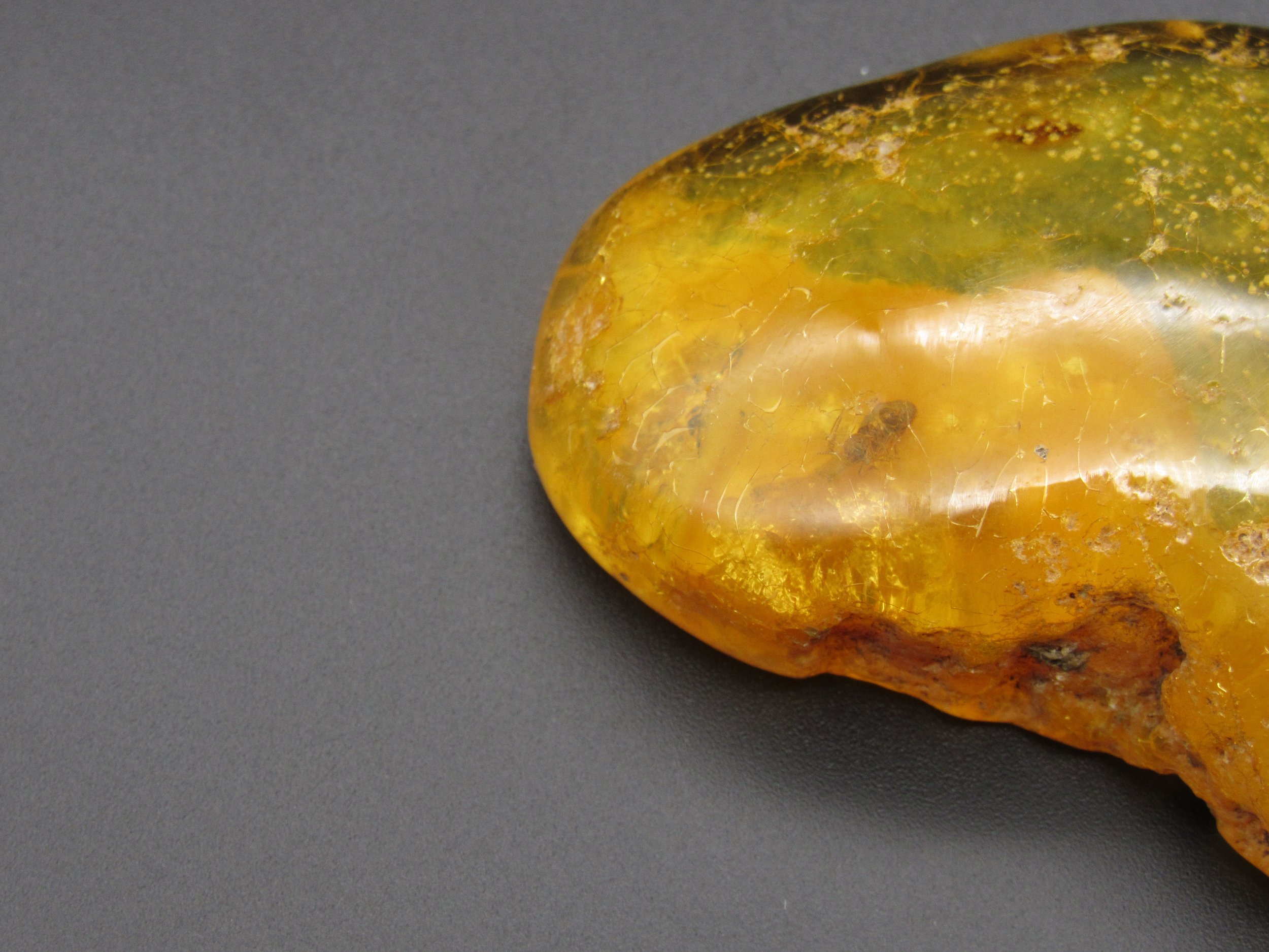 Insects in Copal - Dominican Republic — Earth's Hidden Treasures ...