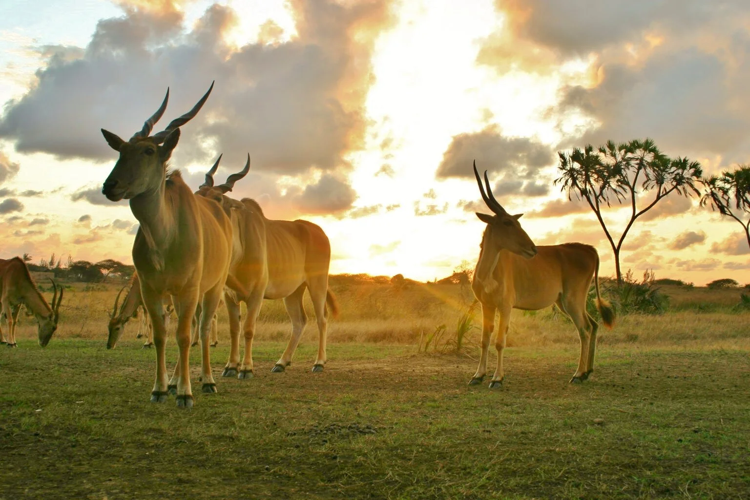 Nguuni Nature Sanctuary