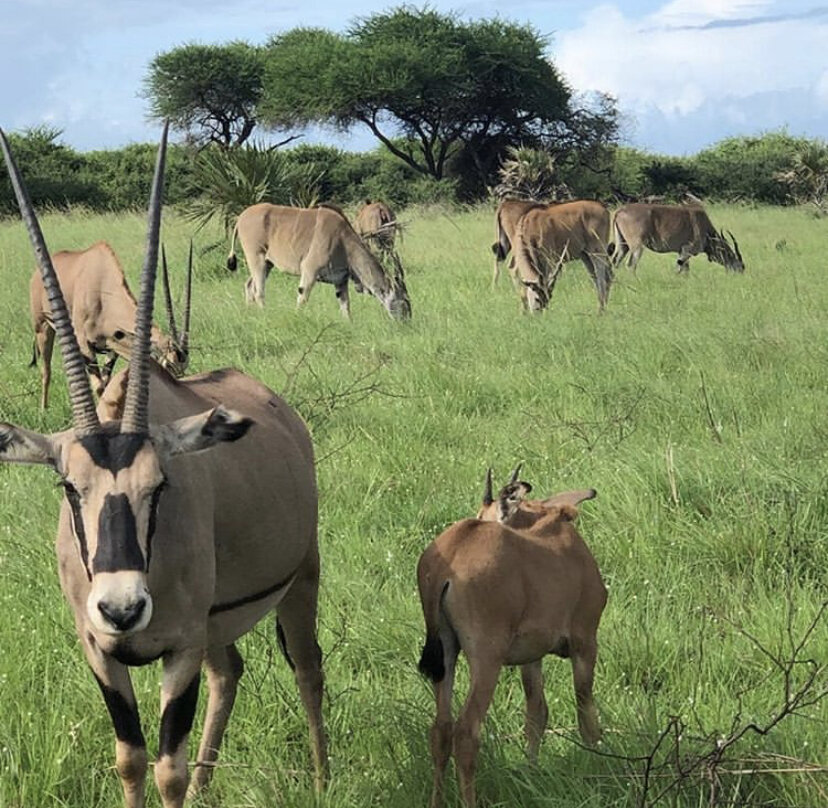 Eco-tourism - Nguuni Nature Sanctuary — Nguuni Nature Sanctuary