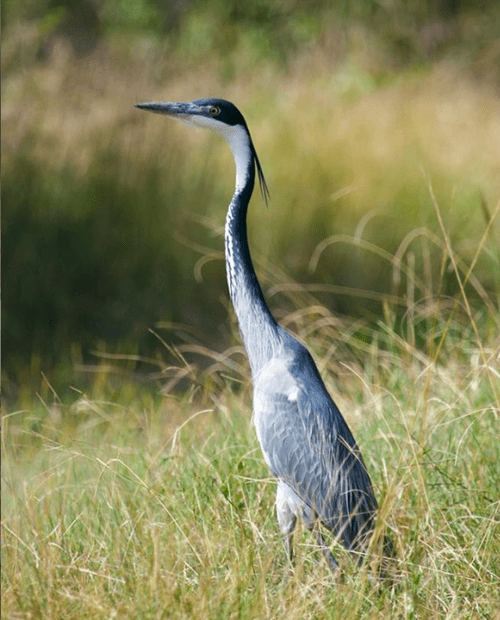 Eco-tourism - Nguuni Nature Sanctuary — Nguuni Nature Sanctuary