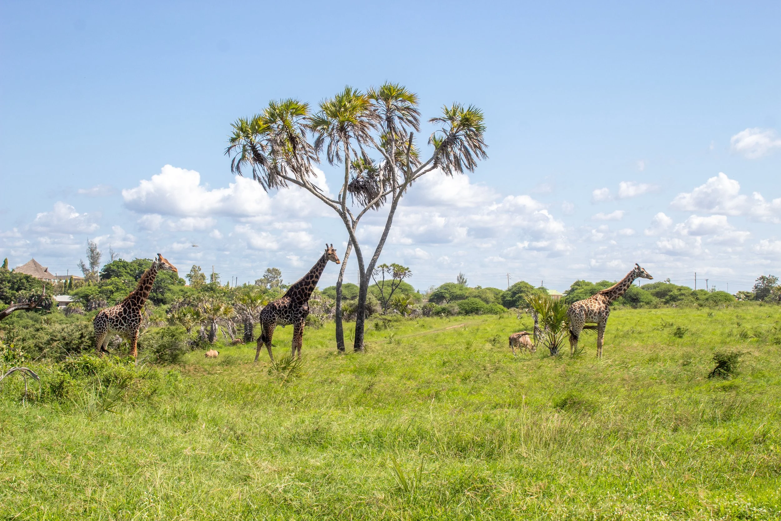 Eco-tourism - Nguuni Nature Sanctuary — Nguuni Nature Sanctuary