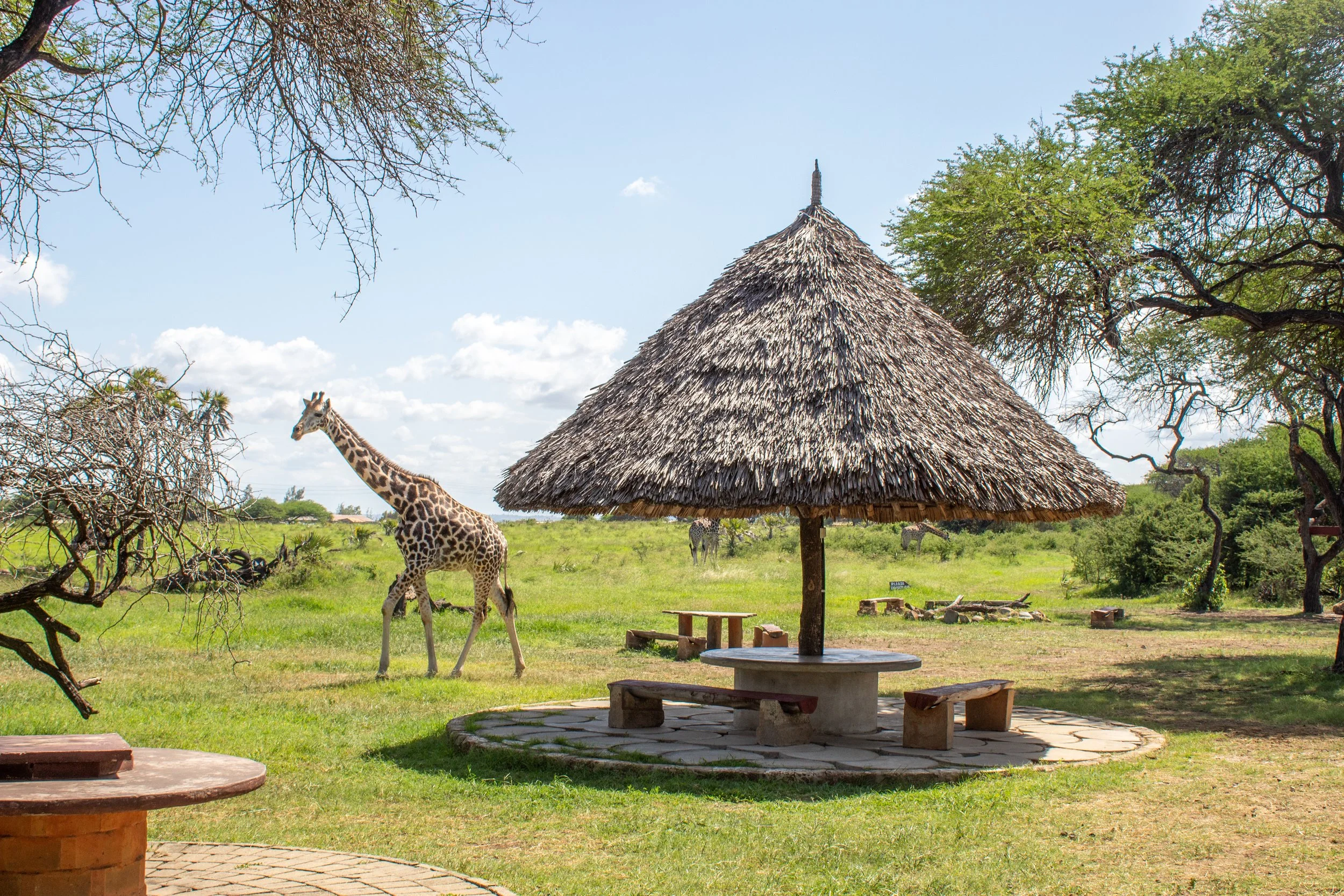 Eco-tourism - Nguuni Nature Sanctuary — Nguuni Nature Sanctuary