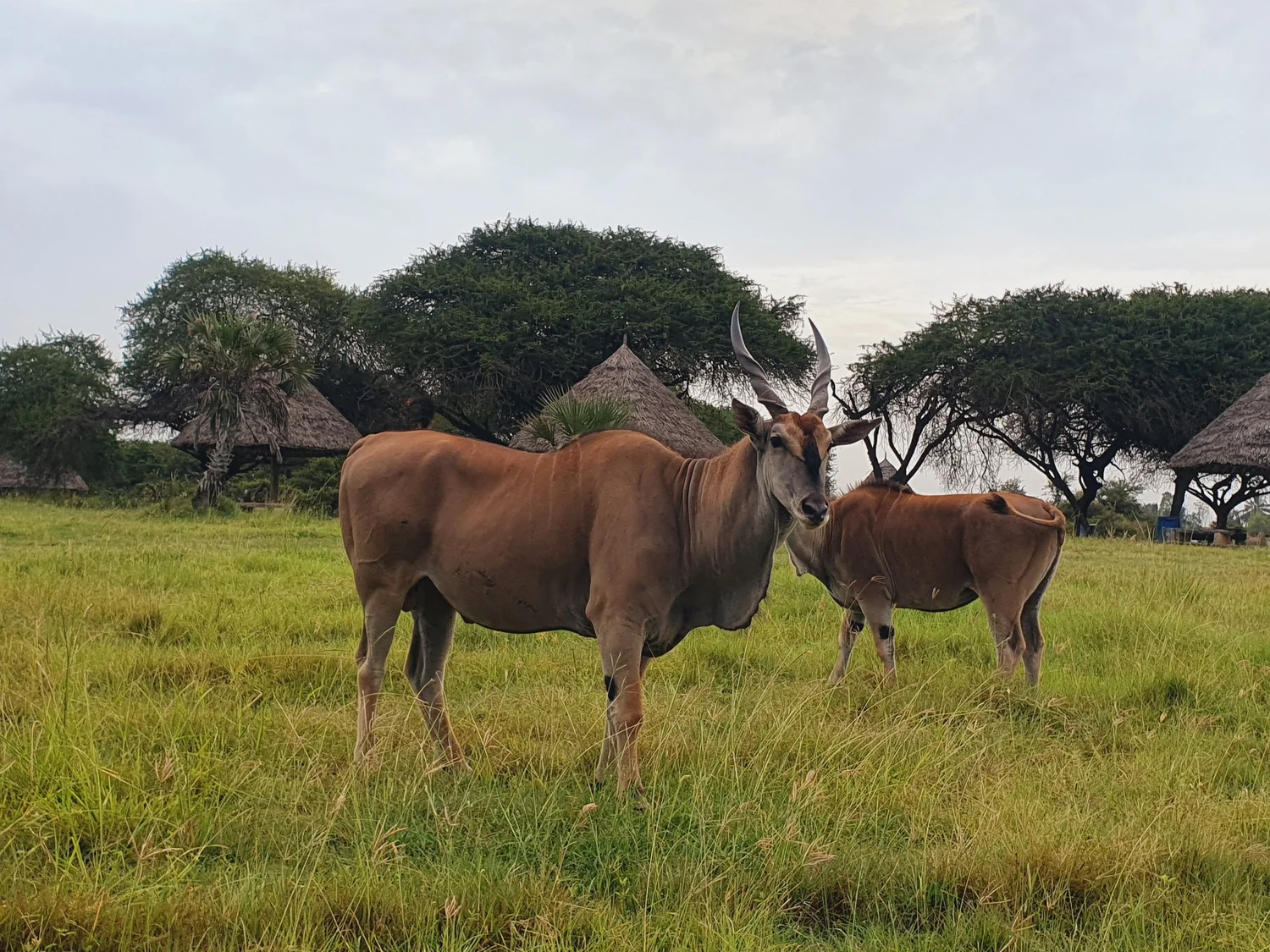 Eco-tourism - Nguuni Nature Sanctuary — Nguuni Nature Sanctuary