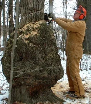 How to Harvest and Sell Burls — philholtan.com