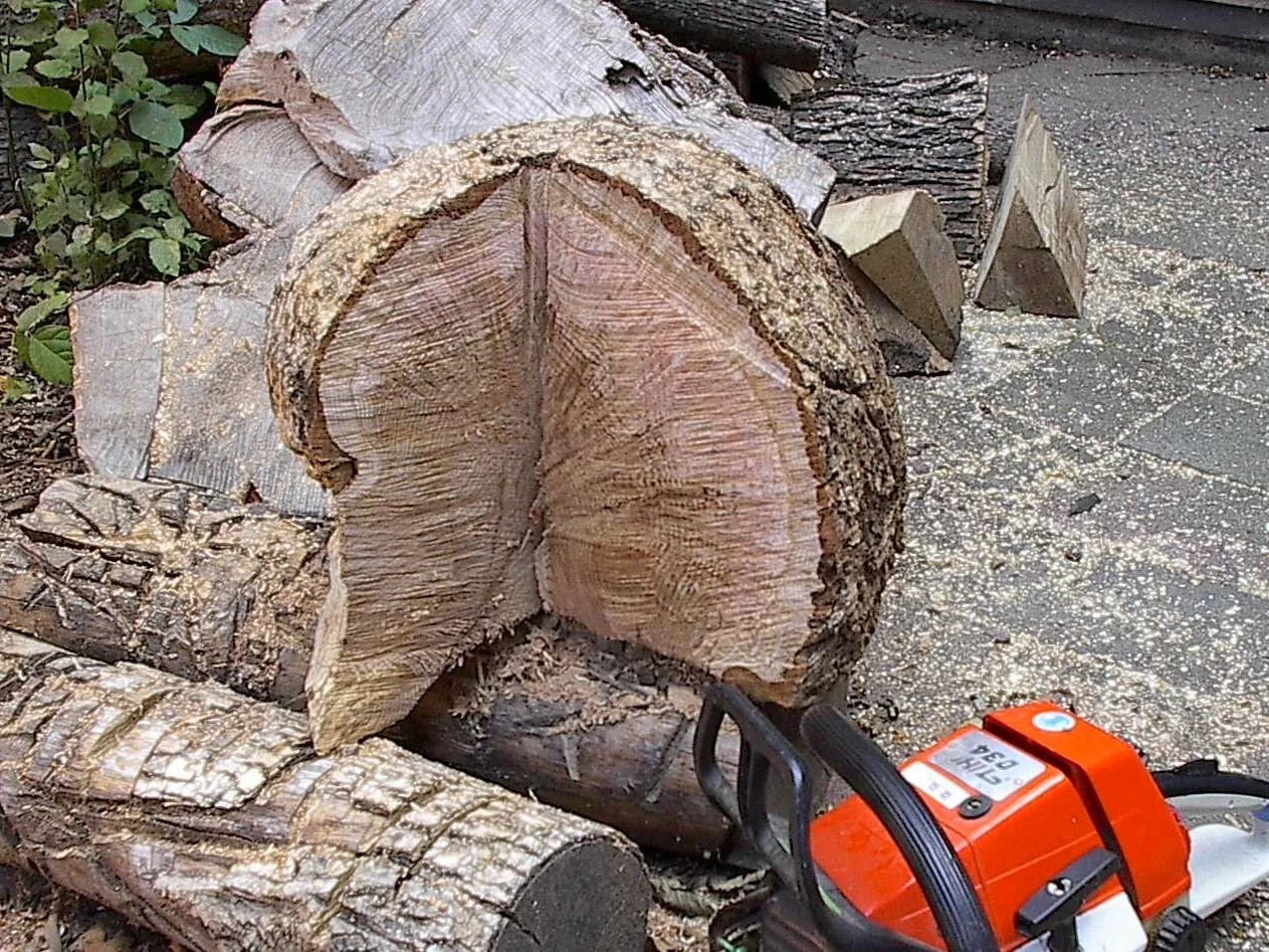 How to Harvest and Sell Burls — philholtan.com