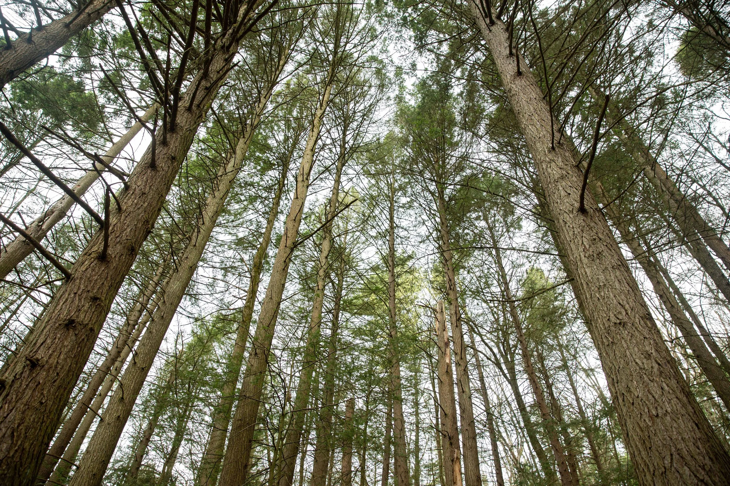 Wayland Waterfall Becomes Conservancy Preserve — Genesee Valley Conservancy