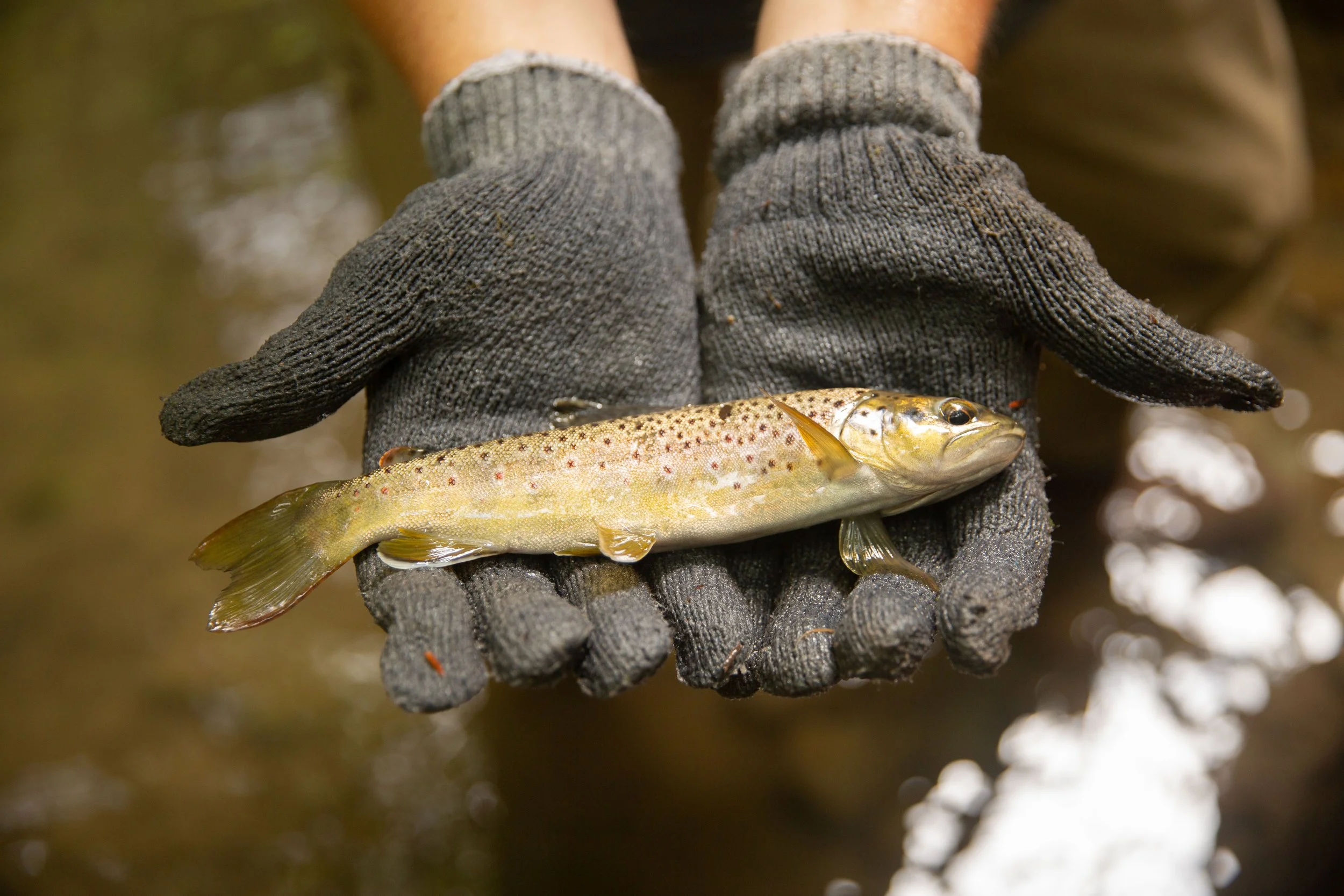 Genesee Valley Conservancy