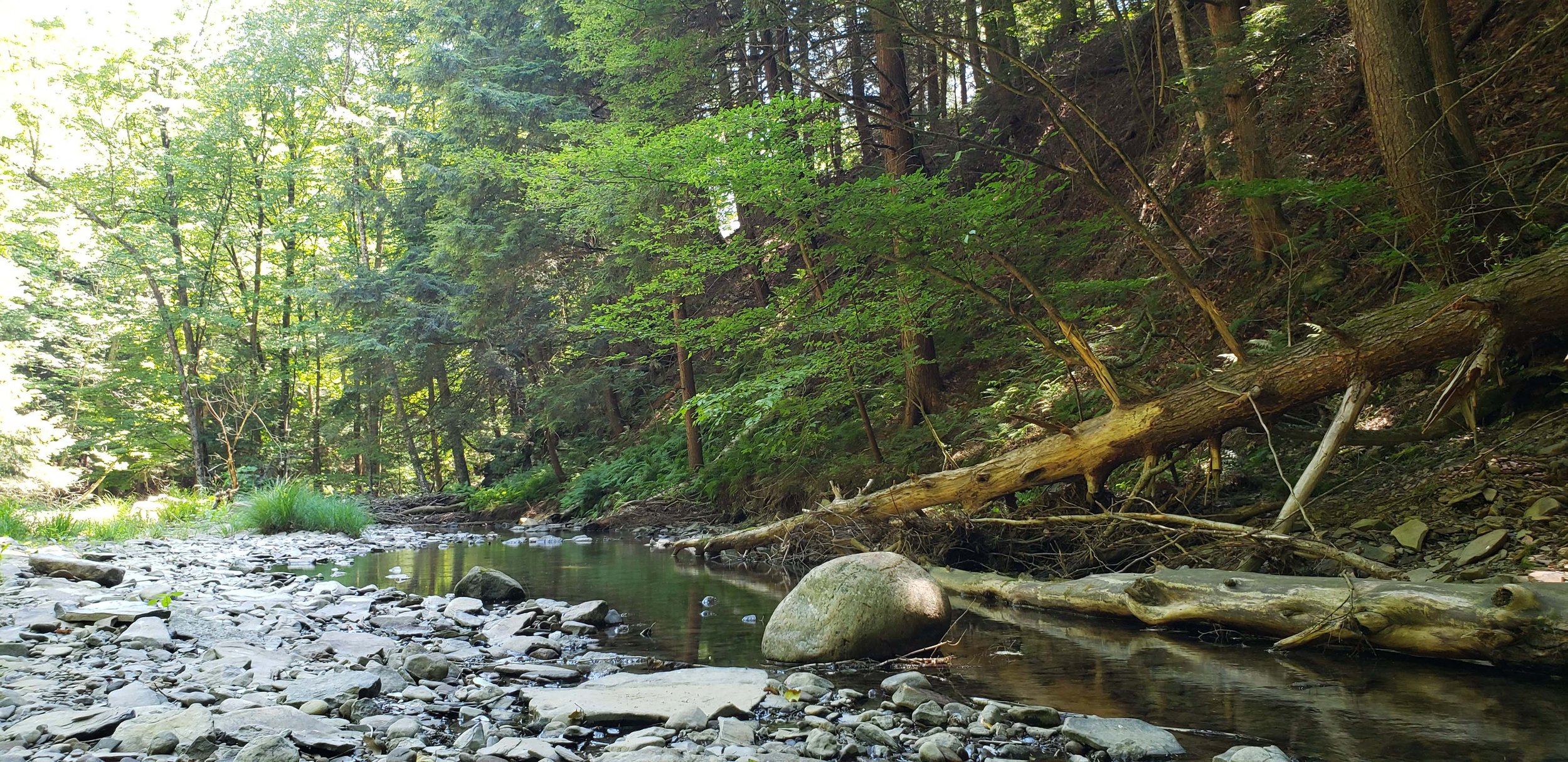 Forest Protection Project Buffers Rattlesnake Hill — Genesee Valley ...