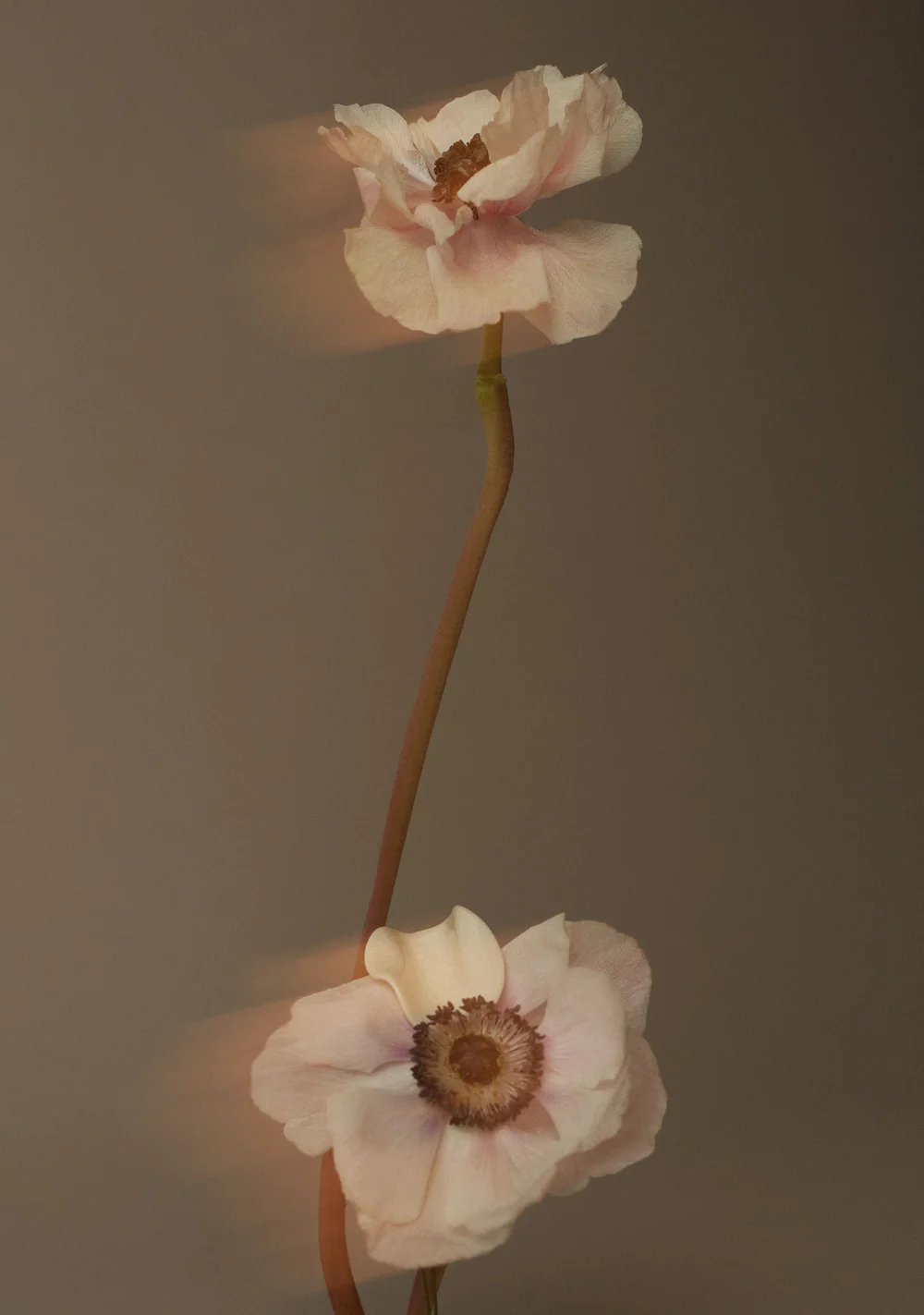 Anamniseis for Rake Progress Magazine — COSMOS&PLUMS
