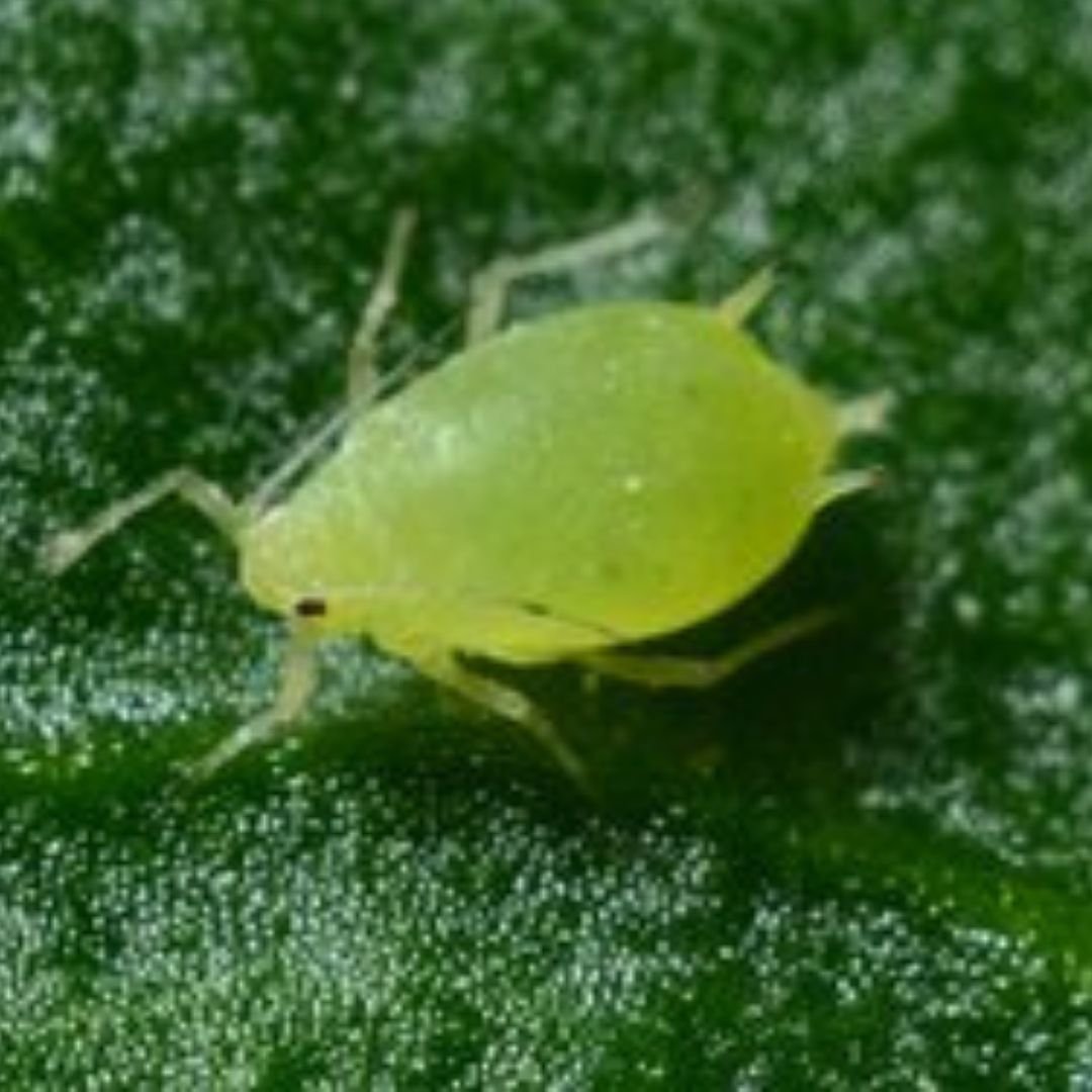 Microbiological Contamination Testing for Cannabis and Water — Rose ...