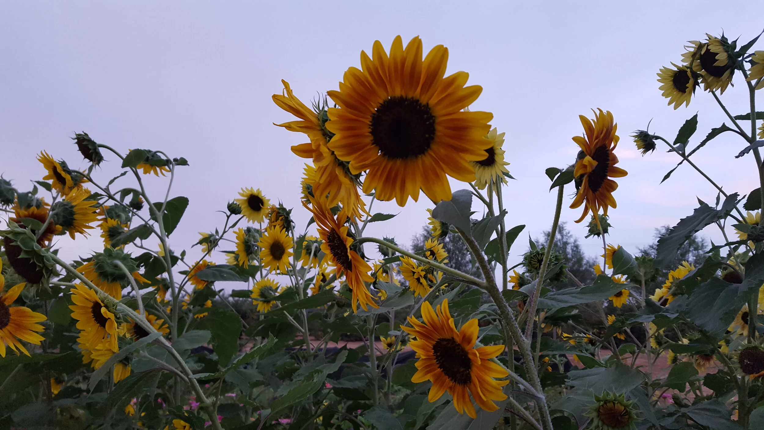 Contact Us — Schwebach Farm