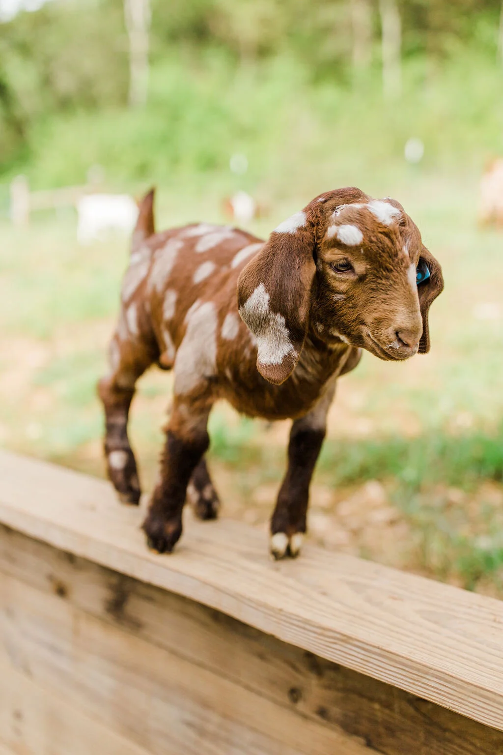 Meat Goat Breeds