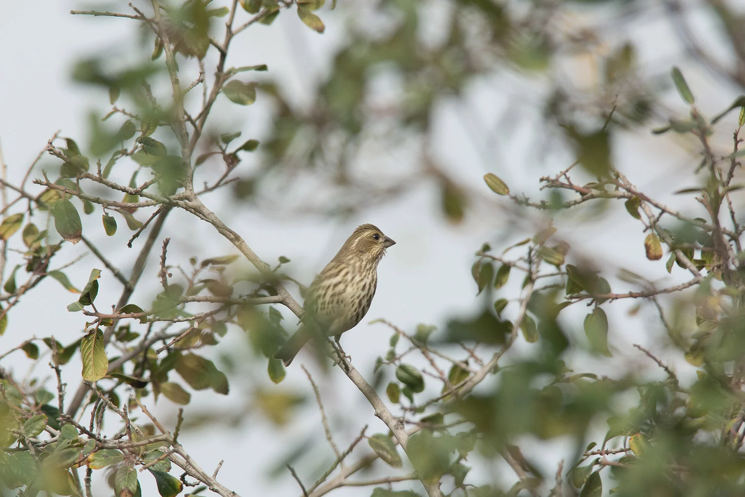 Bird Watching in our Area — Whittier Area Audubon Society