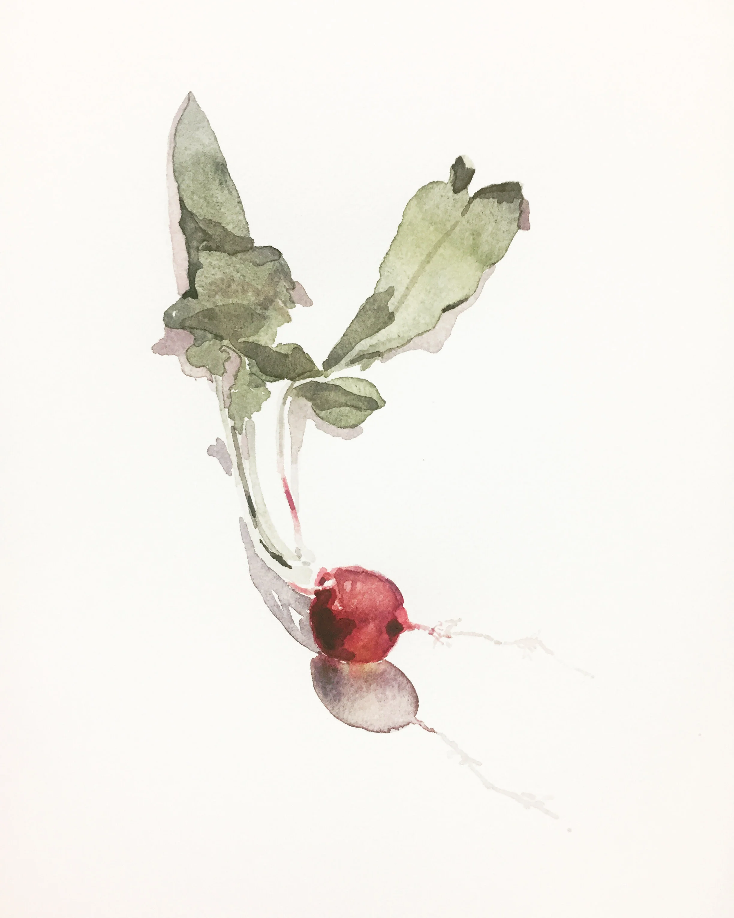 Radish Painting