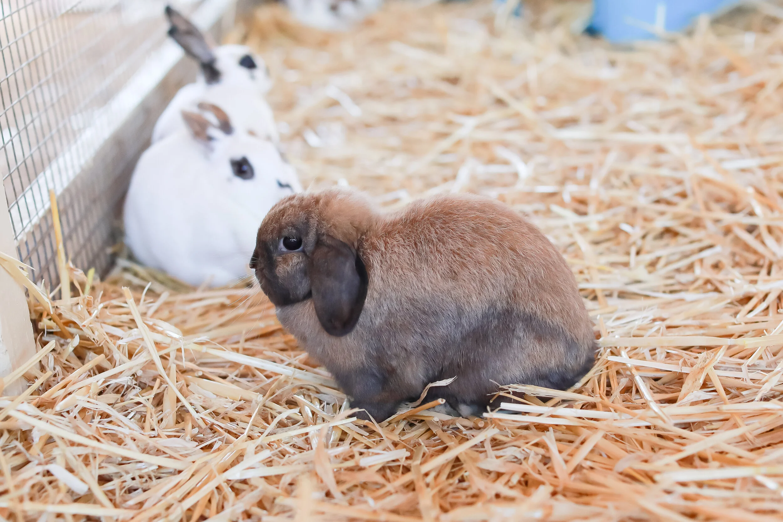 Our Animals — Zoomars at River Street Ranch