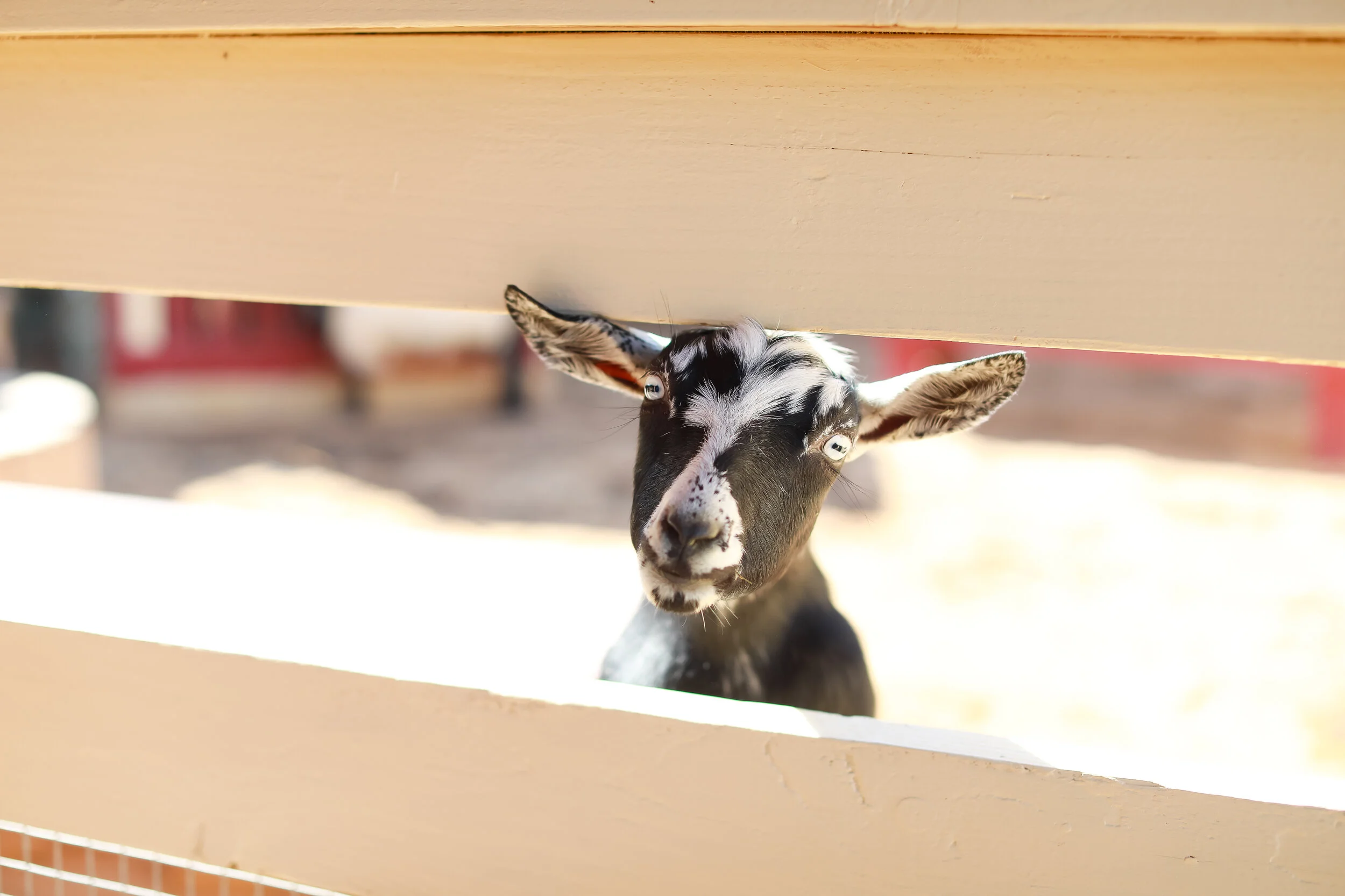 Our Animals — Zoomars at River Street Ranch
