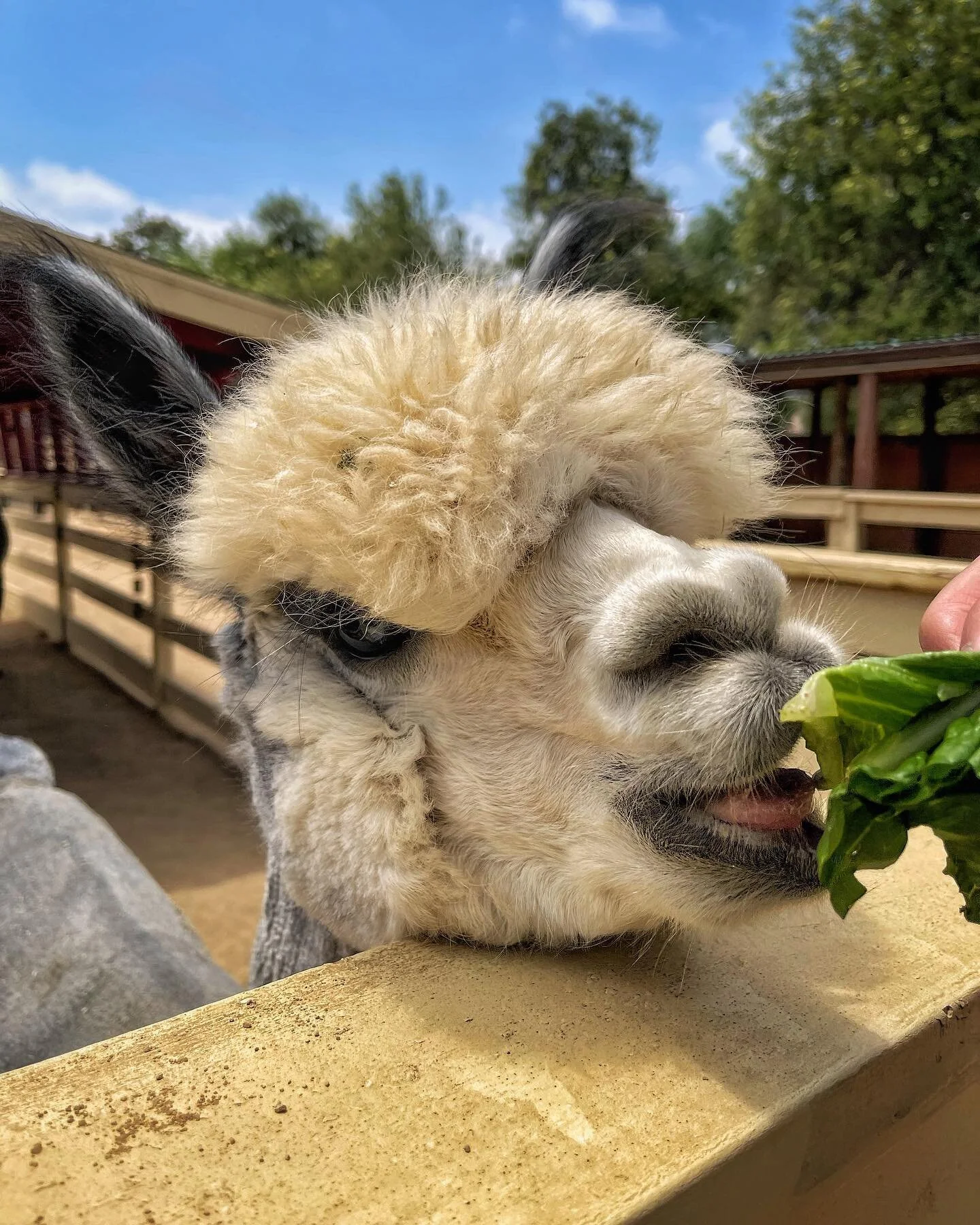 Zoomars at River Street Ranch