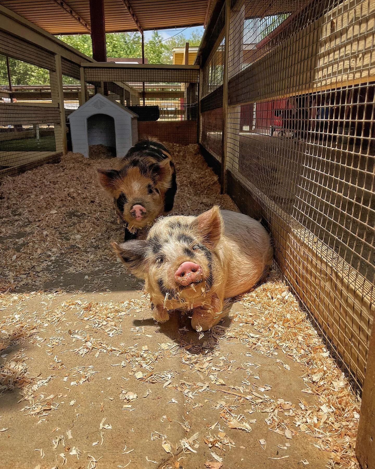 Zoomars at River Street Ranch
