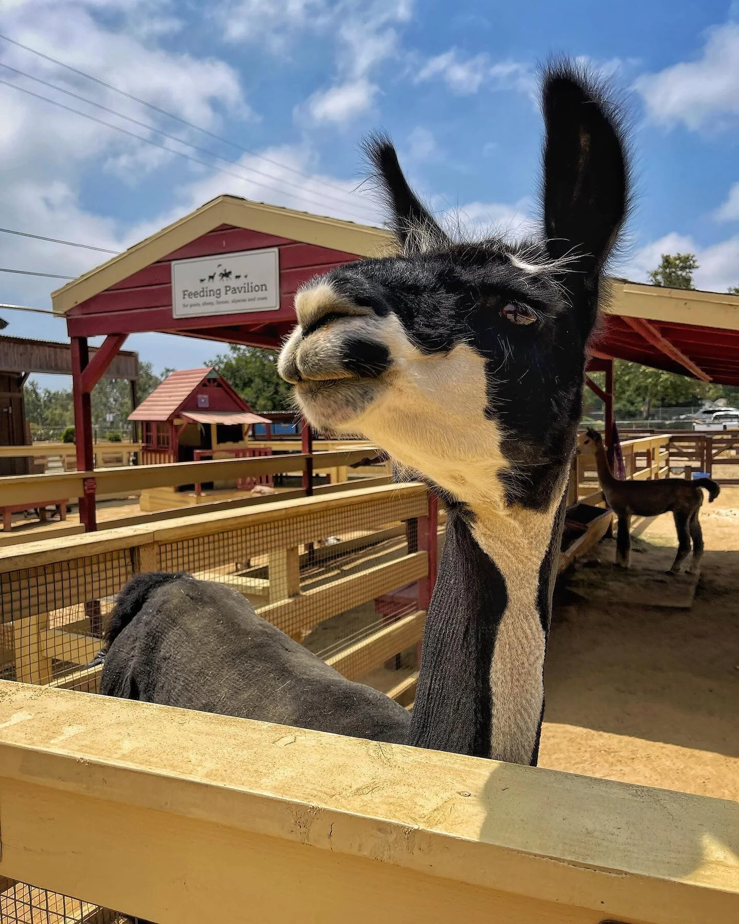 Zoomars at River Street Ranch