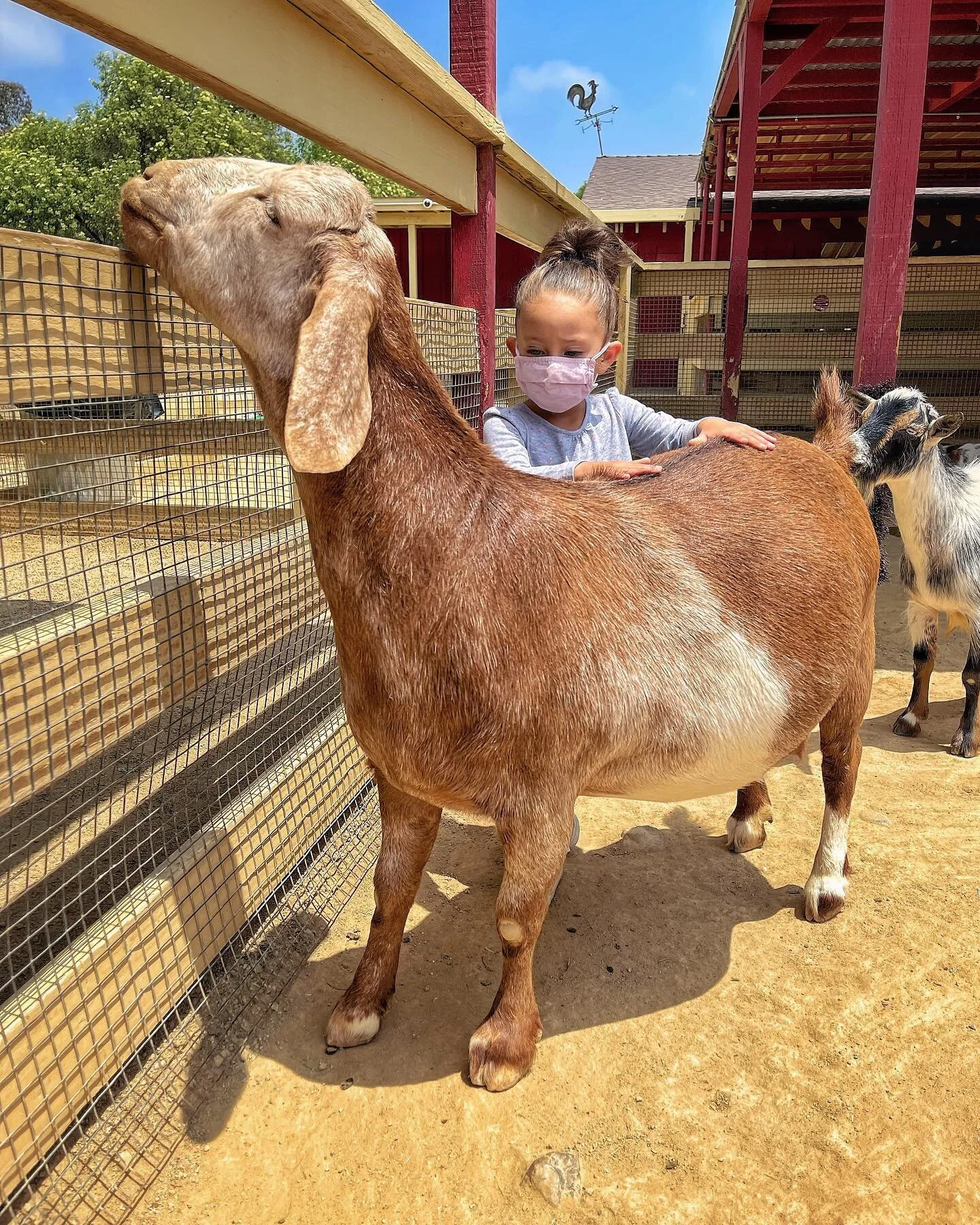 Zoomars at River Street Ranch